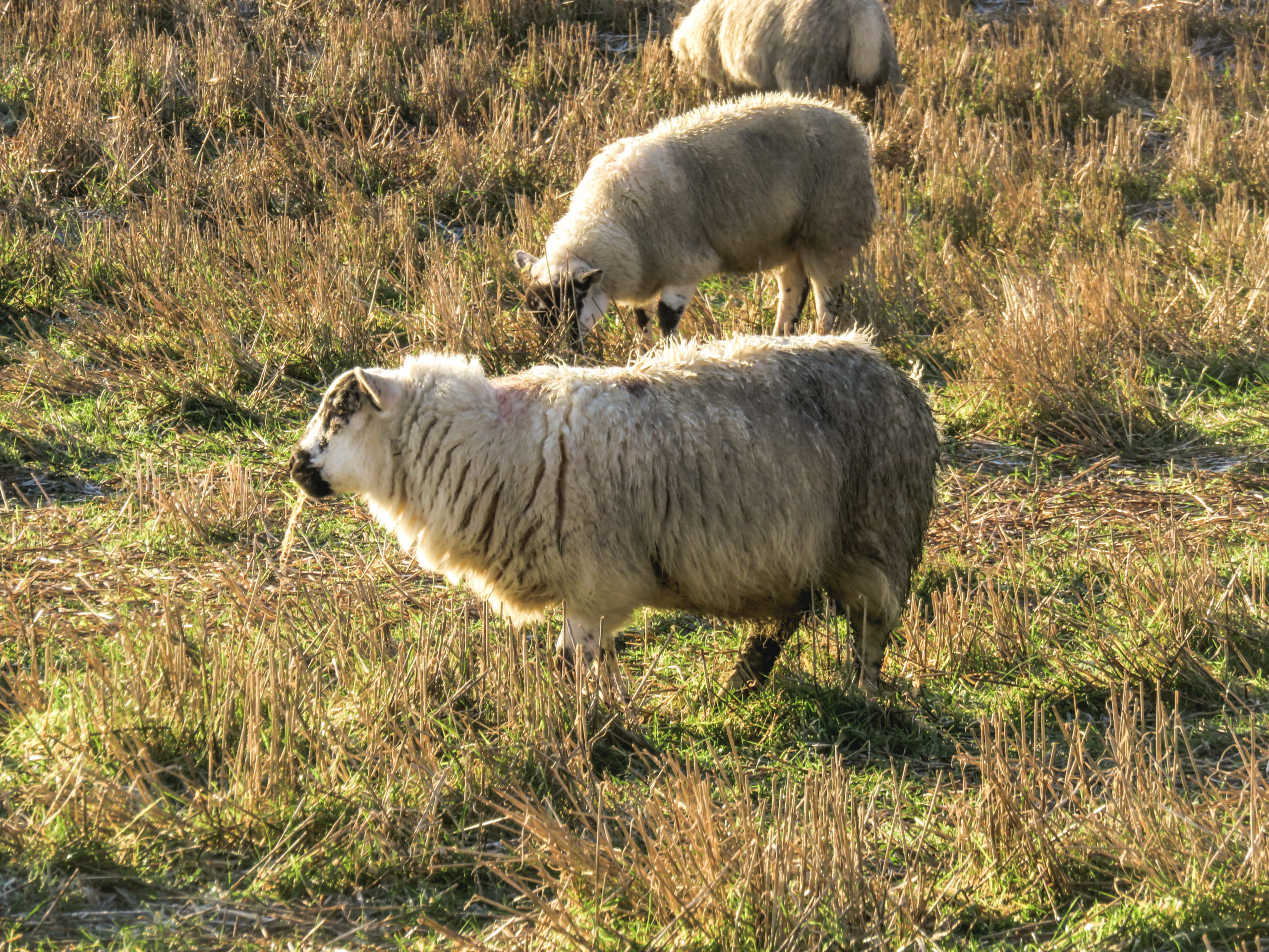 Wanderlust Ale - Laughing and Roaming